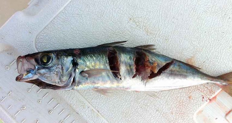 Fishing in Mallorca: from small to big (Fishing Charter in Mallorca)