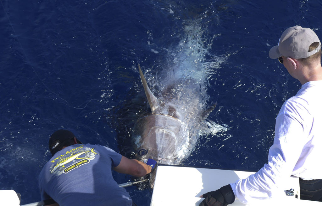 fishing in Mallorca: The best deep sea fishing, trips & charters in ...