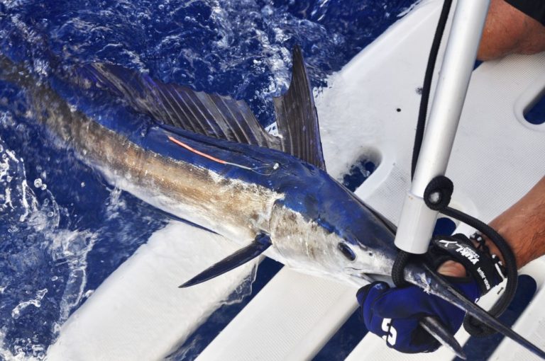 fishing in Mallorca: The best deep sea fishing, trips & charters in ...
